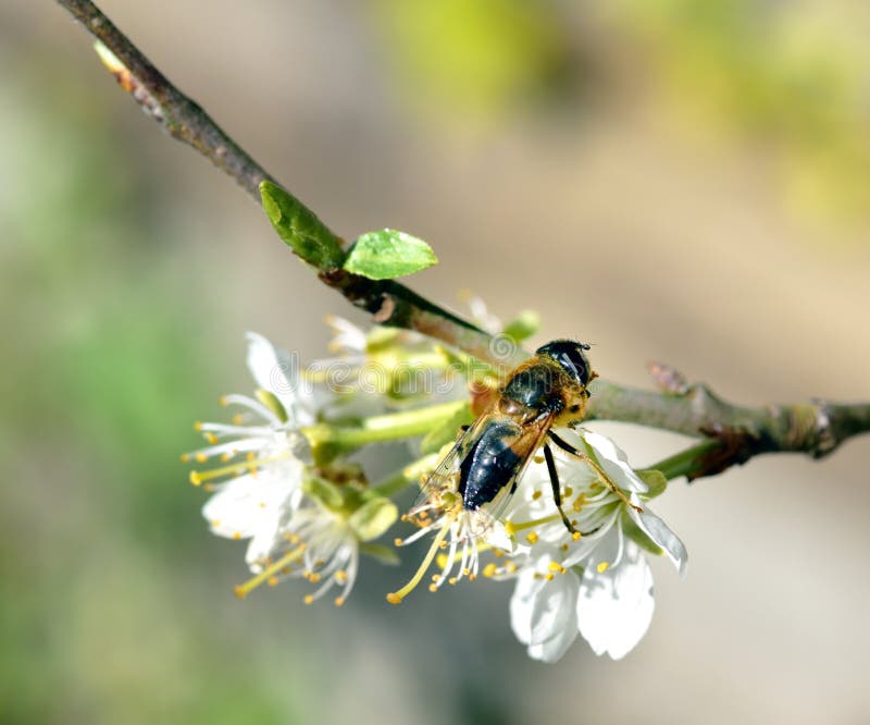 Sunbathing Dronefly stock image. Image of garden, bombus - 231986925