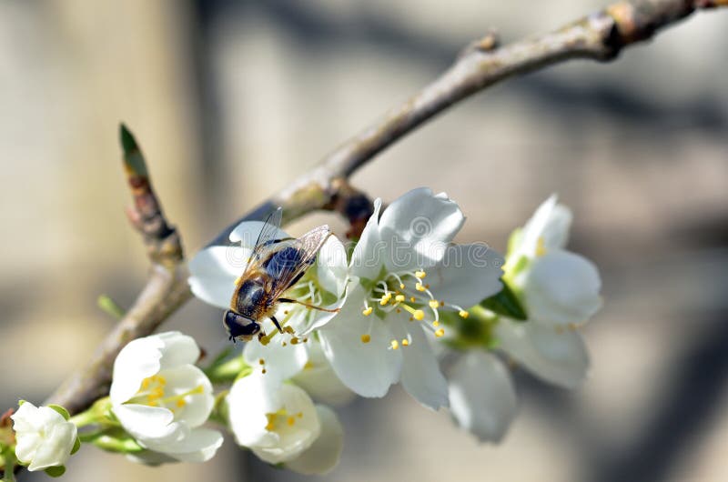 Sunbathing Dronefly in the Sunlight Stock Photo - Image of pollen ...