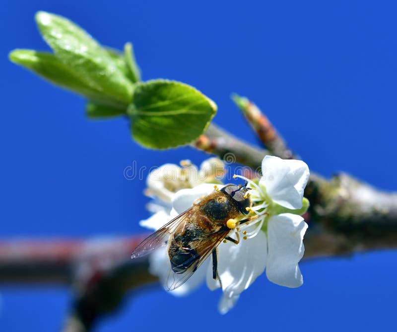 Sunbathing Dronefly in the Sunlight Stock Image - Image of insect ...