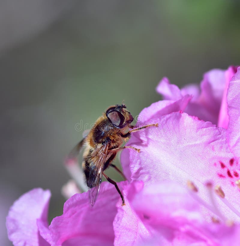 Sunbathing Dronefly on a Pink Azalea Stock Image - Image of honey ...
