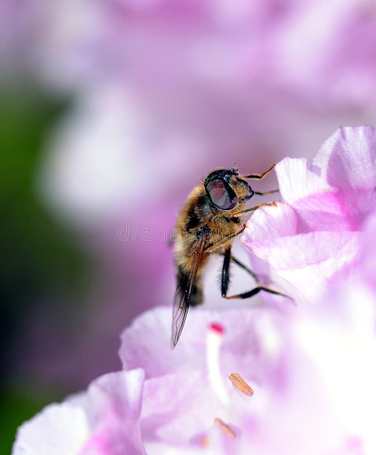 Sunbathing Dronefly on a Pink Azalea Stock Photo - Image of pascuorum ...
