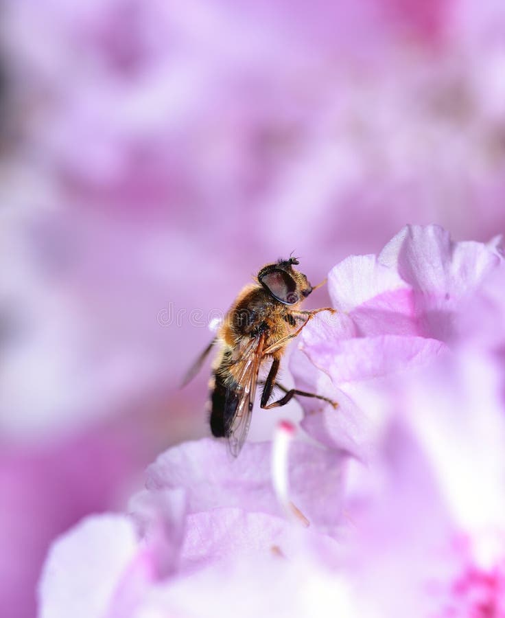 Sunbathing Dronefly on a Pink Azalea Stock Photo - Image of dronefly ...