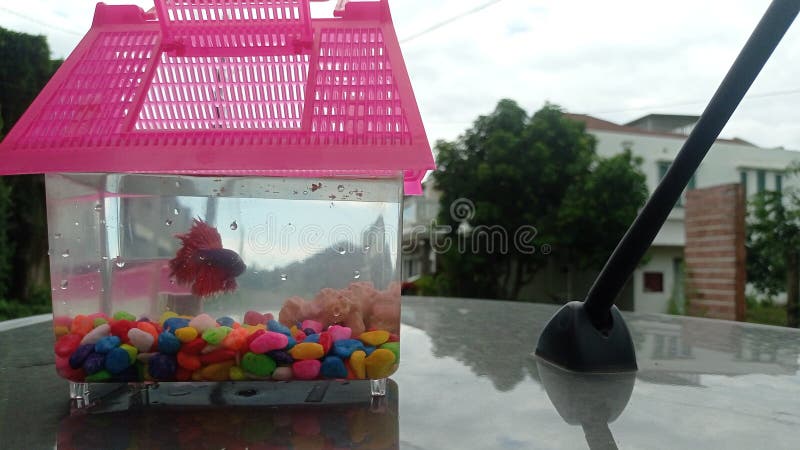 Sunbathing Fish stock photo. Image of pink, park, dessert - 262691030