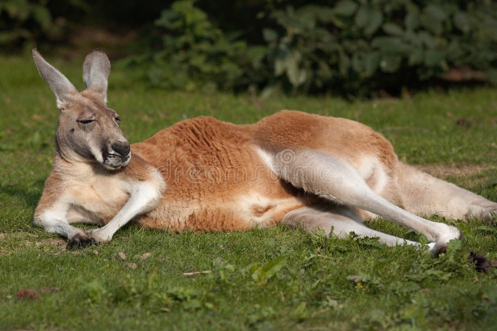 Sunbathing Kangaroo stock image. Image of sunbathing, mammal - 2881171