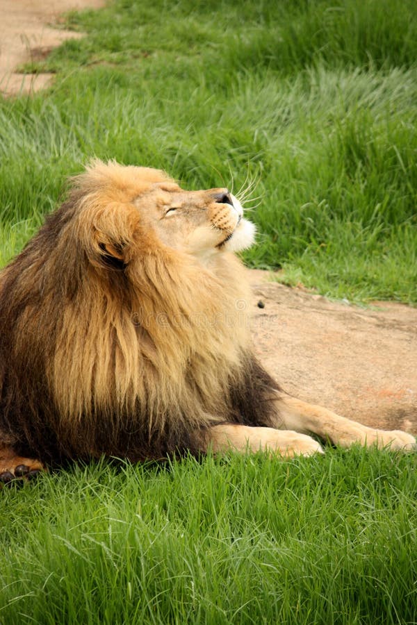 Sunbathing Lion stock photo. Image of mammal, male, lying - 12728686