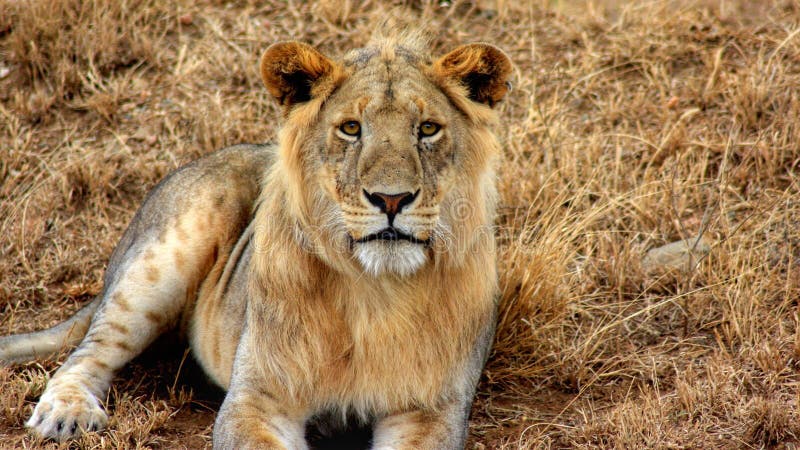 Sunbathing Lion stock photo. Image of mammal, male, lying - 12728686