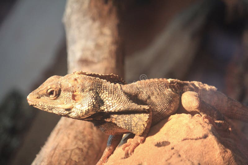 Sunbathing lizard stock photo. Image of wild, lizard - 23084060