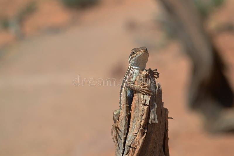 Sunbathing Lizard stock photo. Image of tree, reptile - 42175348