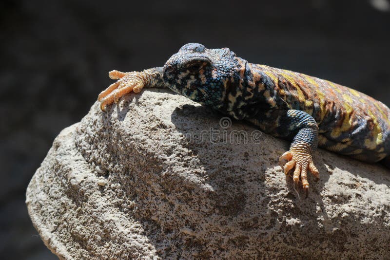 Sunbathing stock image. Image of happy, lizard, blue - 83153165