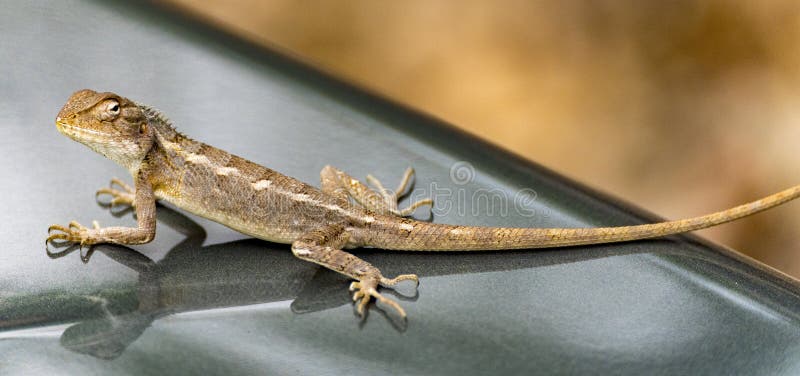Sunbathing Lizard on Smooth Surface Stock Image - Image of ecotourism ...