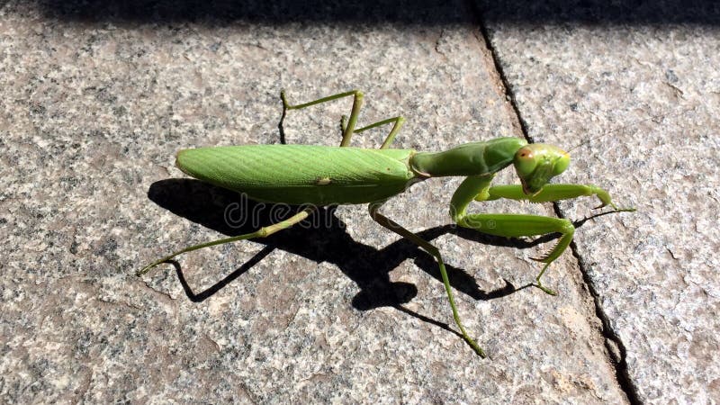 Mantis Sunbathing Stock Photos - Free & Royalty-Free Stock Photos from ...