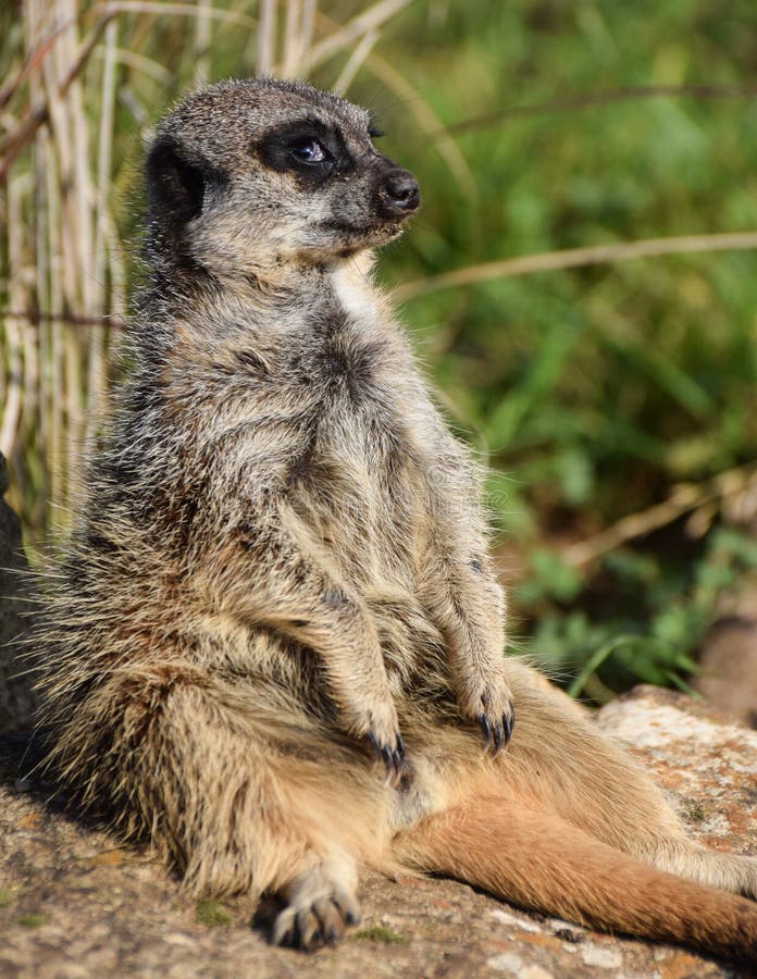 Meerkat Sunbathing Under a Tree Stock Image - Image of relaxed, meerkat ...