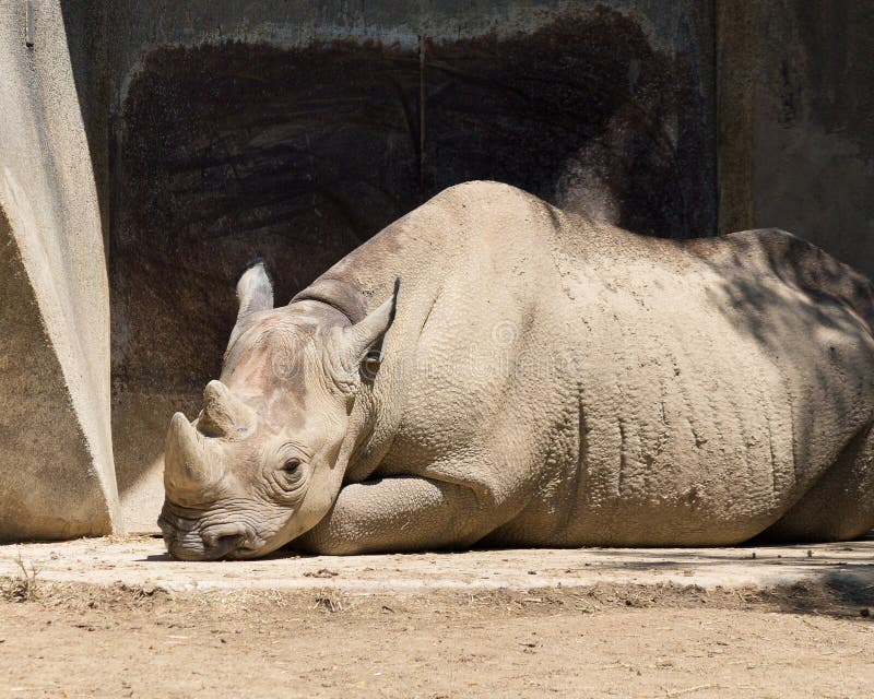 Sunbathing Rhino stock photo. Image of rhinos, photograph - 64844908