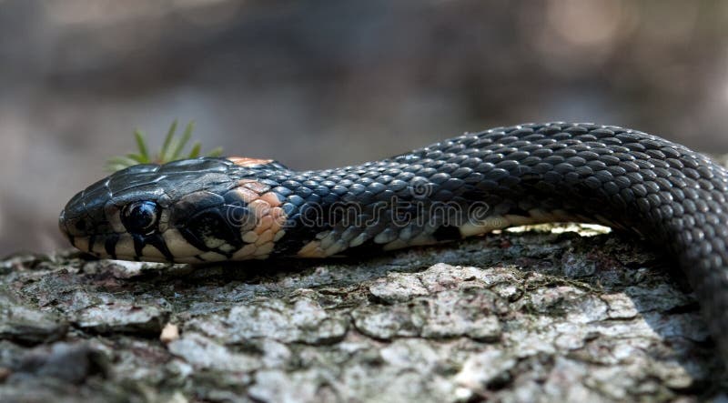 Sunbathing Snake on the Rocks on a Sunny Day Stock Photo - Image of ...