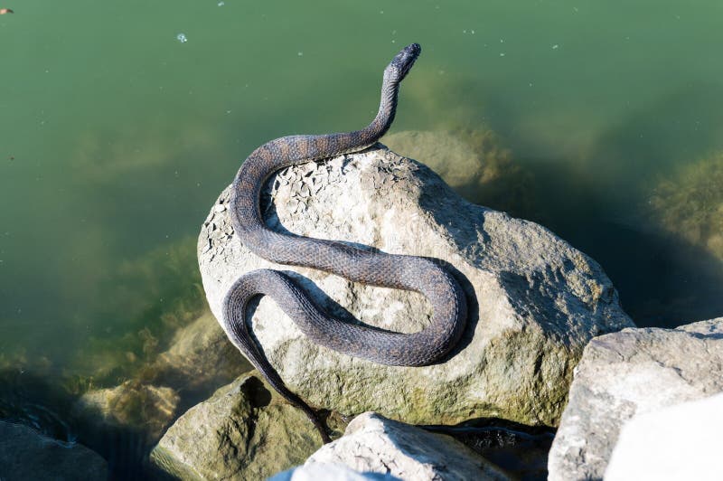 Sunbathing Snake on the Rocks Next To Water Stock Image - Image of ...