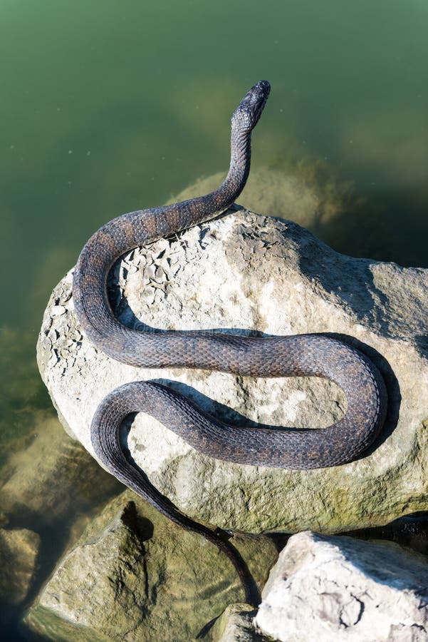 Sunbathing Snake on the Rocks on a Sunny Day Stock Photo - Image of ...
