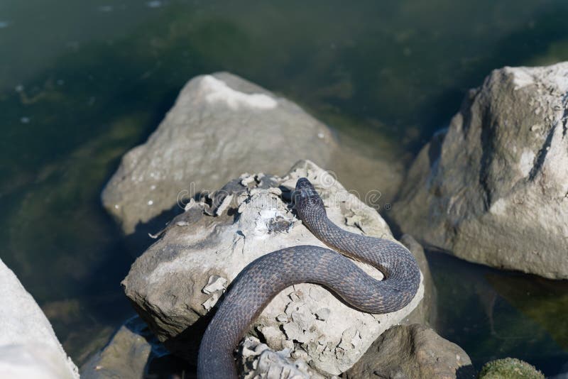 Sunbathing Snake on the Rocks on a Sunny Day Stock Photo - Image of ...