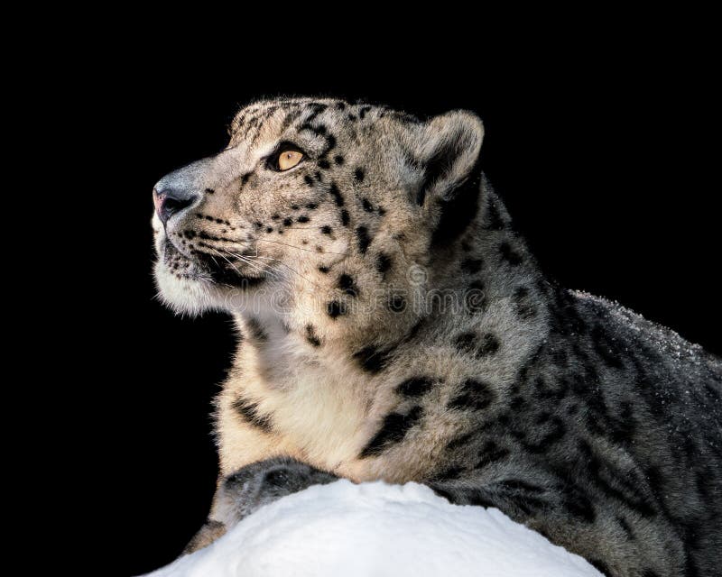 Sunbathing Snow Leopard III Stock Image - Image of mammal, portrait ...