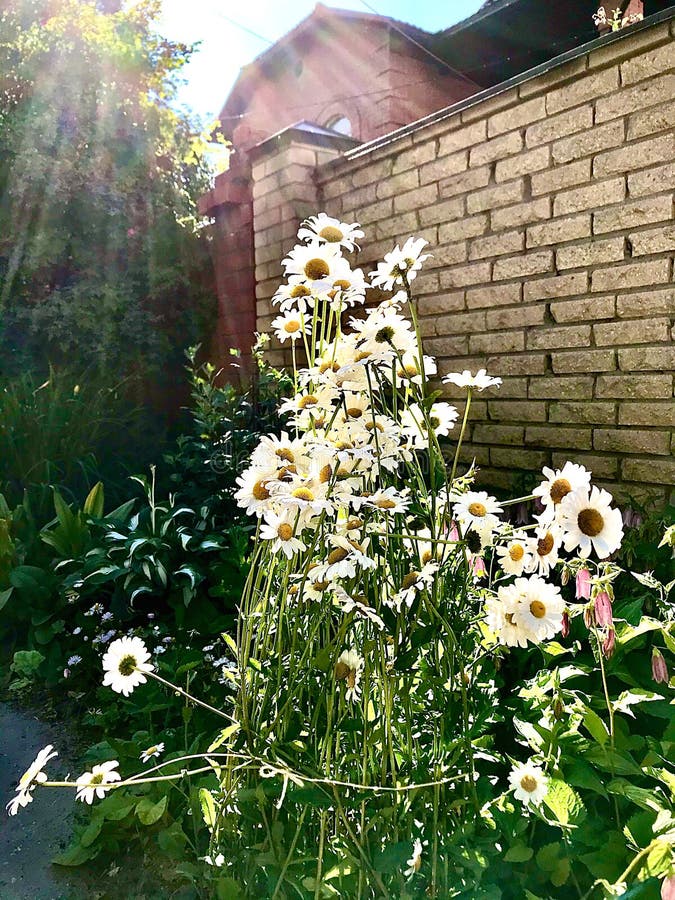Sunbathing on a Summer Morning Stock Image - Image of sunbathing ...