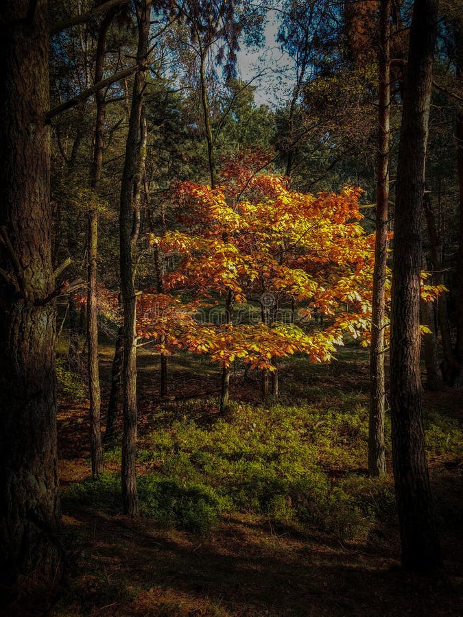 Sunbathing Tree stock photo. Image of sunshine, natural - 102161370
