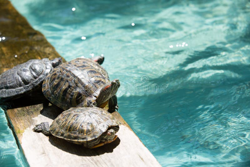 Sunbathing turtles stock photo. Image of sunbathe, fauna - 113608426