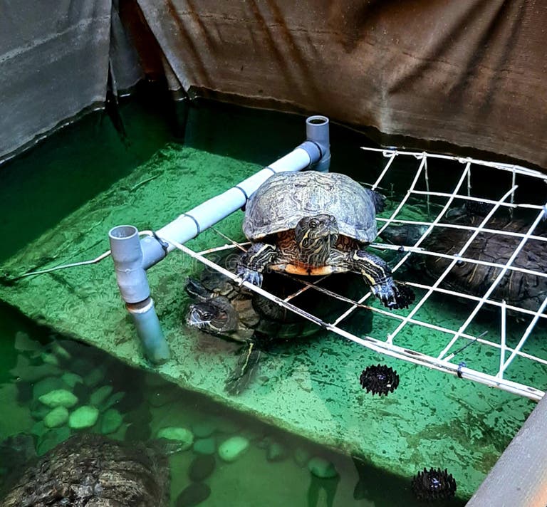 Sunbathing turtles stock image. Image of turtles, sunbathing - 294708553