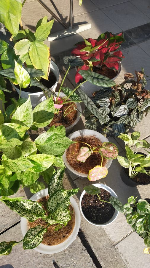 Sunbathing Various House Plants Stock Photo - Image of plants ...
