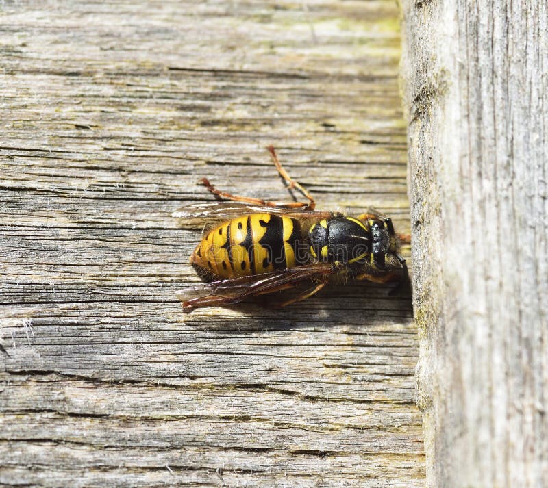 Sunbathing Wasp on a Wooden Panel Stock Image - Image of bumble, bombus ...