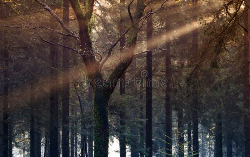 Sunbeam in autumb forest stock photo. Image of sunbeam - 102759212