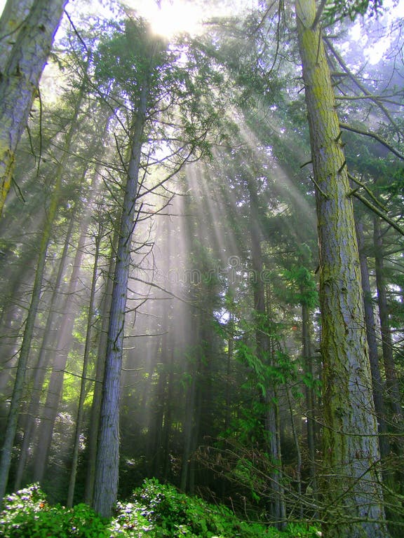 Sunbeam Forest stock image. Image of sunbeam, trees, mosses - 199291
