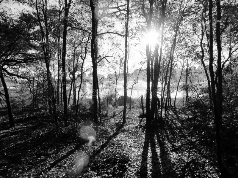 Sunbeam in the forest stock photo. Image of sunrise, black - 71779642