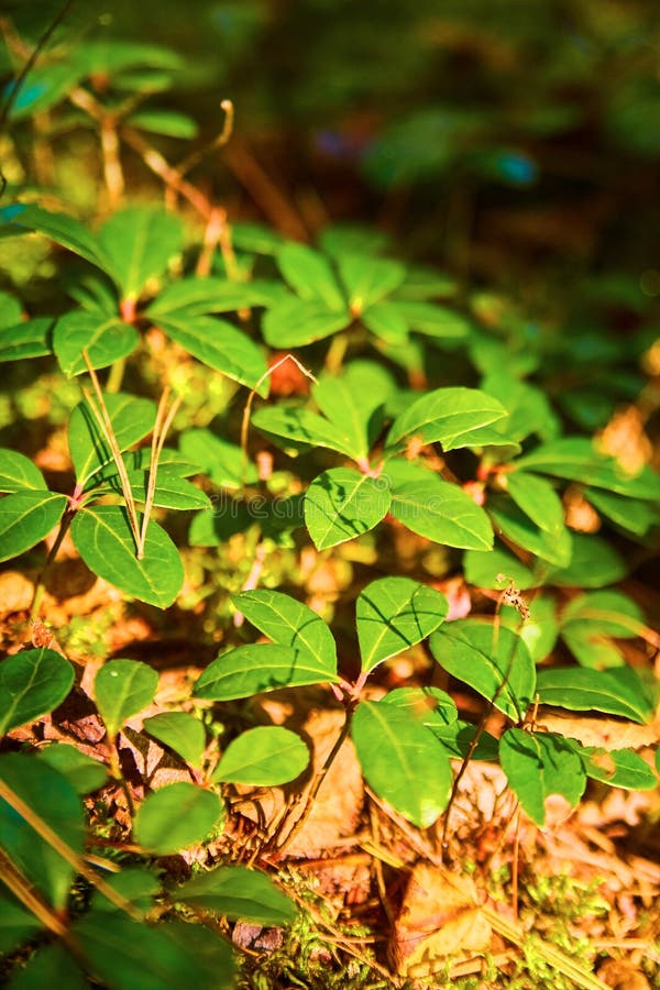 Sunbeam on Forest Floor Highlighting Green Plants Growing from Park ...