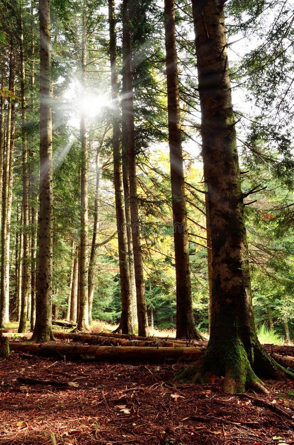 Sunbeam into the forest stock image. Image of landscape - 46905861