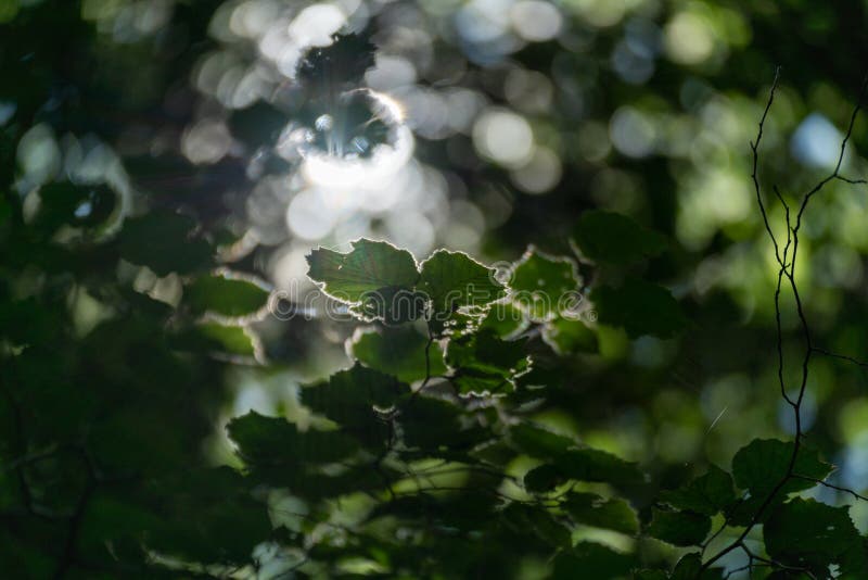 Light Breaking through the Leaves Stock Image - Image of leavesn, leaf ...