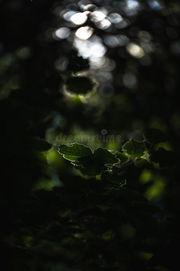 Light Breaking through the Leaves Stock Image - Image of sunny, sunbeam ...