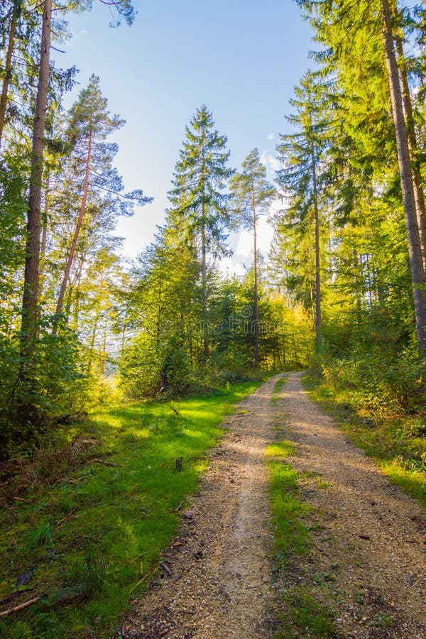 A Sunbeam in the Middle of a Forest with Trees and Bushes on Either ...