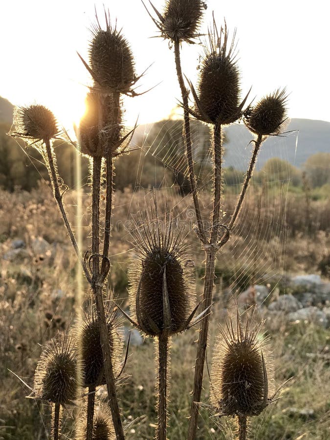 Sunbeam and plant stock image. Image of sunset, sunbeam - 121055741