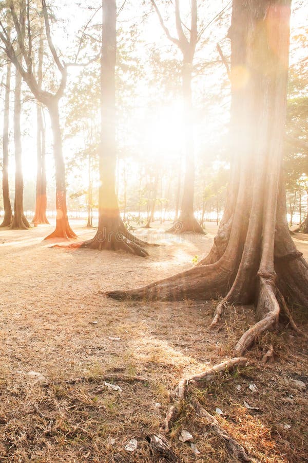 Sunbeam Shining through Pine Forest at Sunset, Abstract Shadow of Pine ...