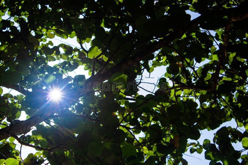 Sunbeam through the Space in the Tree Leaves. View of Sun Rays in the ...