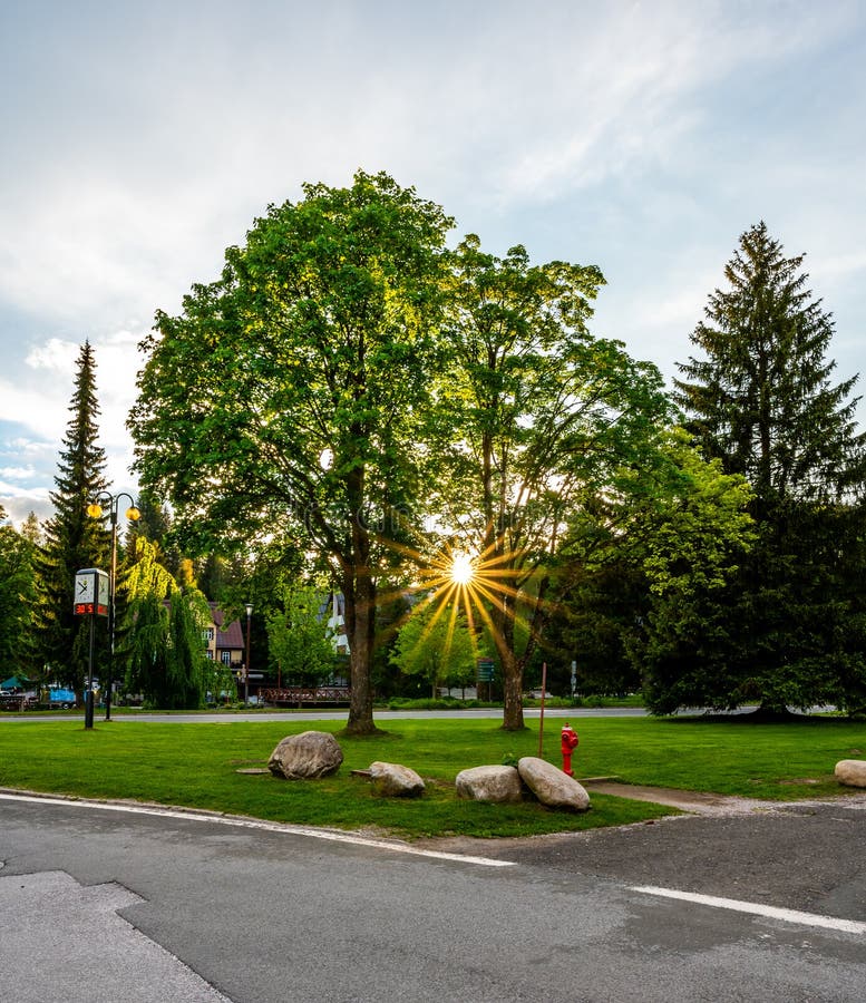 Sunbeam during the Sunset through the Big Tree Stock Image - Image of ...