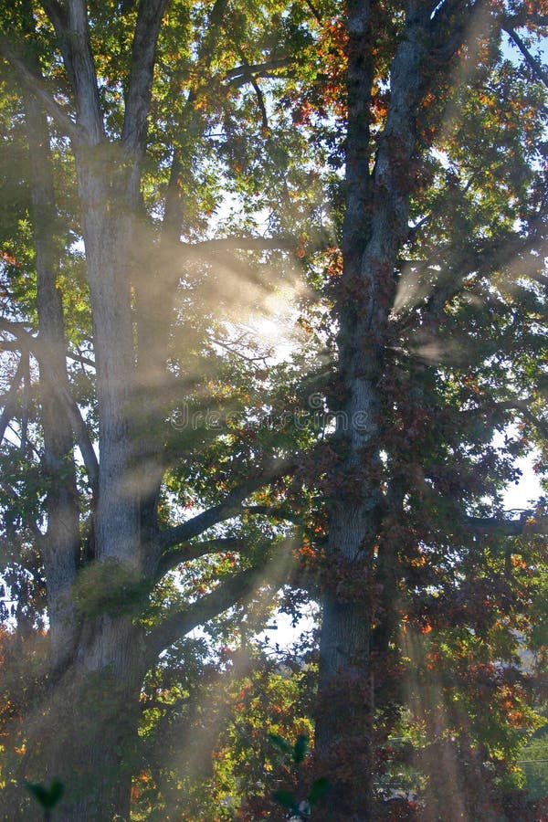 Sunbeam through the Trees stock photo. Image of leaves - 21889834