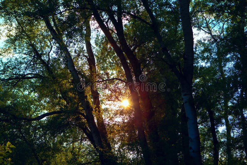 Sunbeam in the trees stock photo. Image of light, blue - 185031326