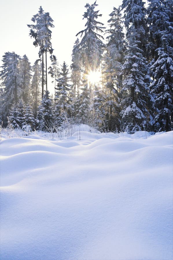 Winter landscape stock image. Image of snow, landscape - 11664751