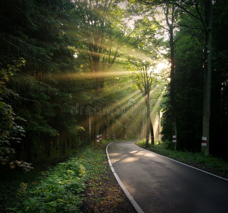 Nature Background Spring Mist Fog Forest Sunset Sunrise Morning Sun