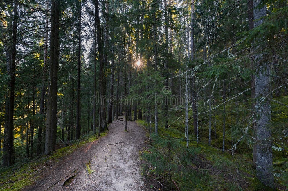 Sunbeams Break through a Dense Coniferous Forest. Path in the Forest ...