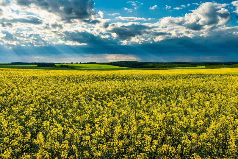 Sunbeams Breaking through the Clouds in a Rapeseed Field. Stock Image ...
