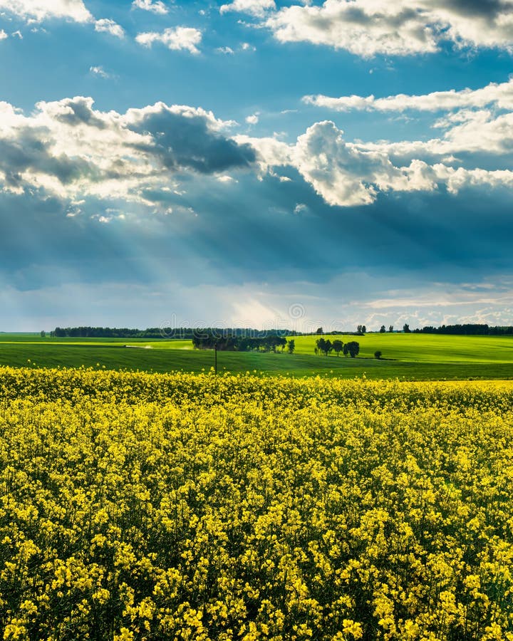 Sunbeams Breaking through the Clouds in a Rapeseed Field. Stock Image ...