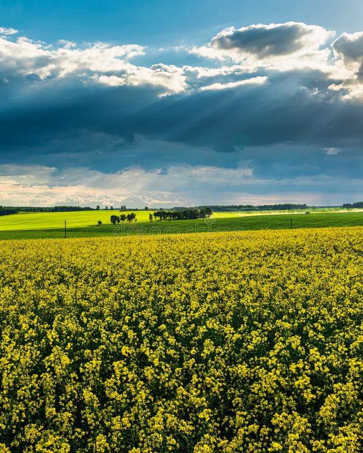 Sunbeams Breaking through the Clouds in a Rapeseed Field. Stock Photo ...