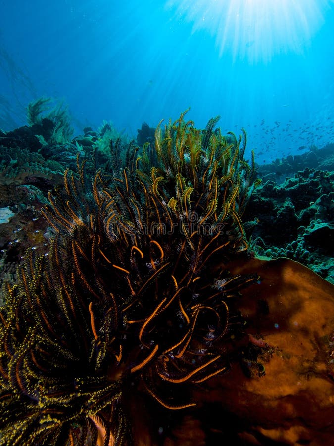 Sunbeams & Crinoids stock image. Image of siladen - 33094049