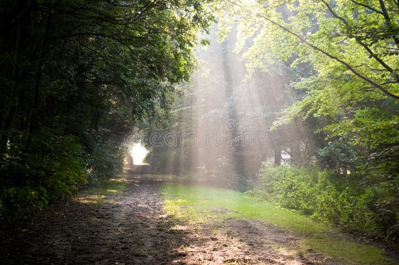 Spring Forest Path with Morning Sunbeams Stock Image - Image of dawn ...